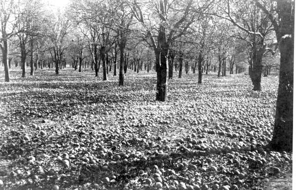 The great freeze of 1894-1895 | The Florida Squeeze