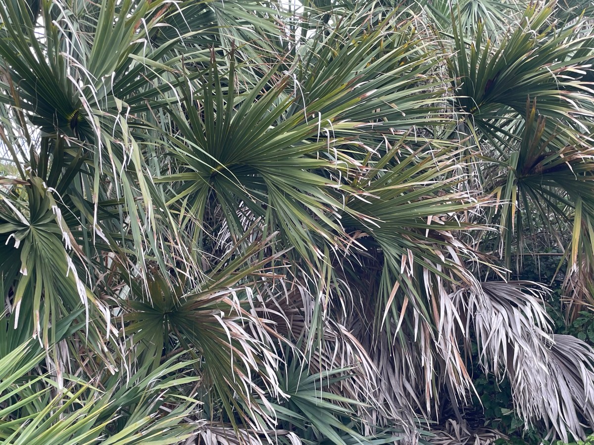 Archie Carr National Wildlife Refuge | The Florida Squeeze