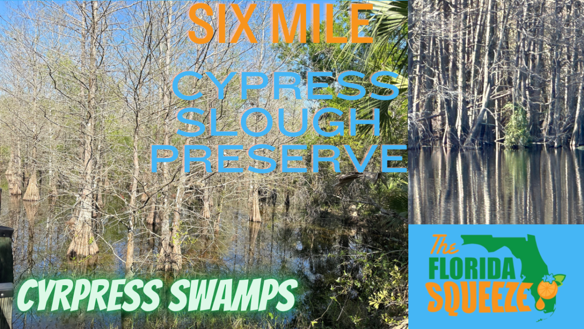 Six Mile Slough- Cypress Swamps | The Florida Squeeze