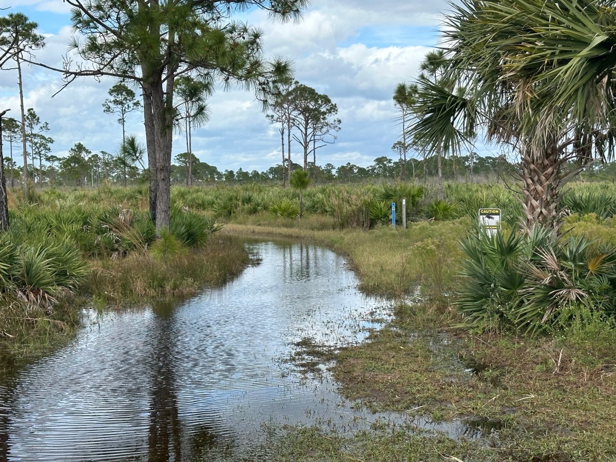 Savannas Preserve State Park – Freshwater marsh areas | The Florida Squeeze